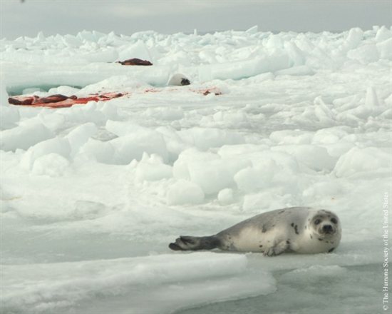 Help End Canada's Commercial Seal Slaughter