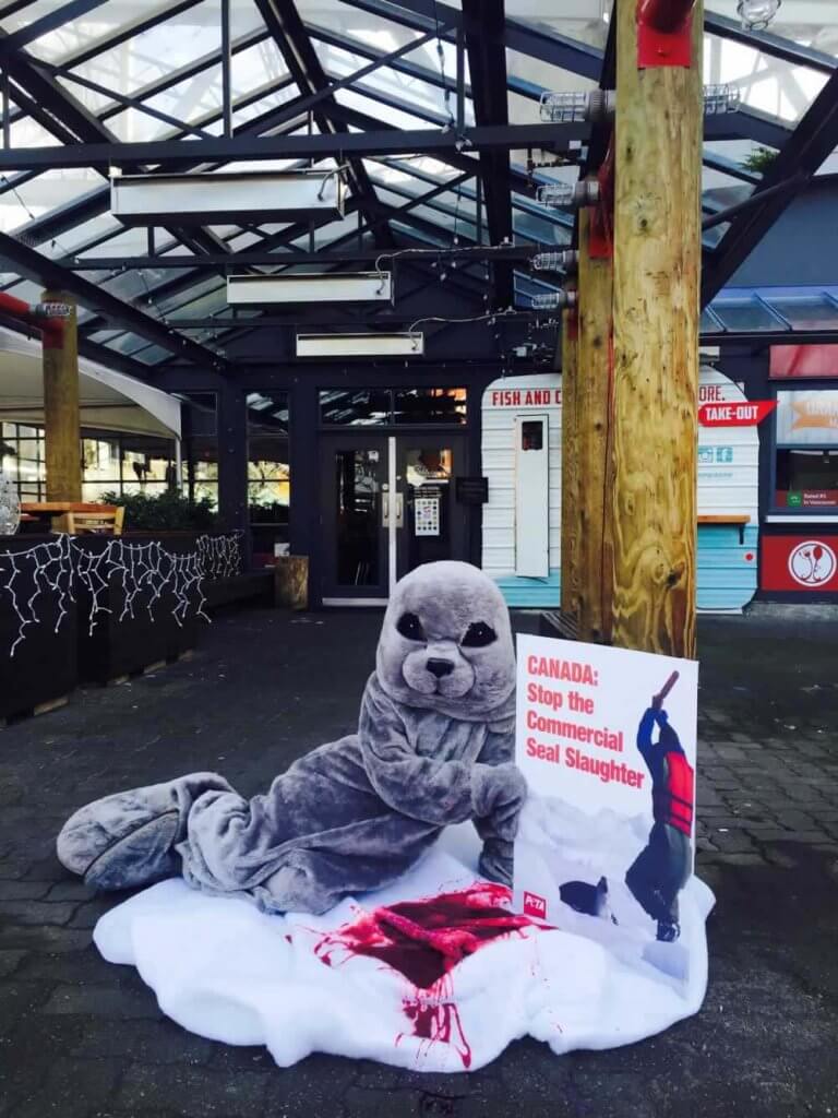 Canada's Seal Slaughter: The Facts